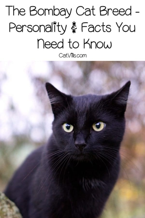 Bombay Cats 101: Everything You Need to Know About The Breed