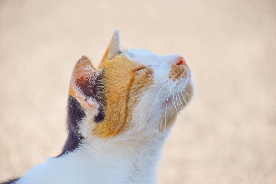 Do Cats Help With Depression? Everything You Need To Know