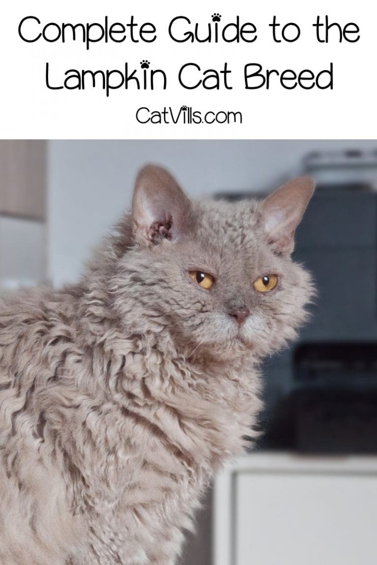 Lambkin Cat Breed - All About This Adorable Fluff Bomb