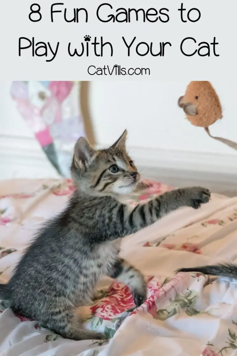 8 Fun And Popular Games to Play with Your Cat