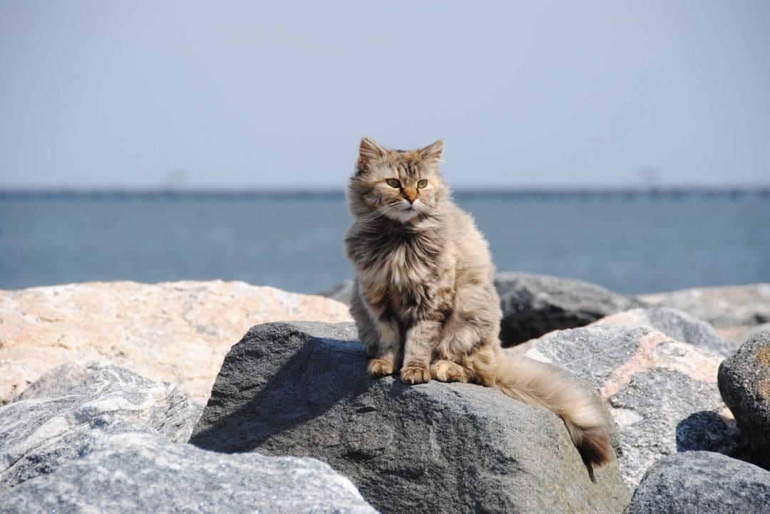 Top 10 Nautical Cat Names for Your New Kitten
