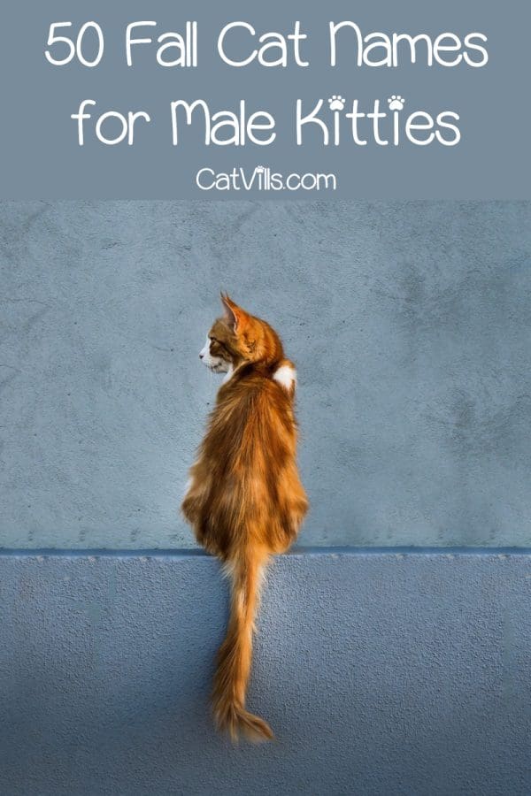 Cozy Up to Fall Cat Names: Embrace the Autumn Spirit