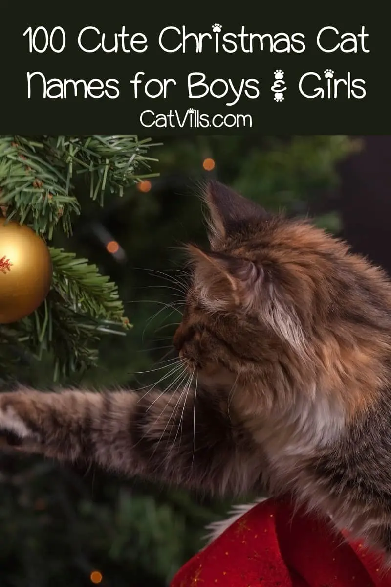 100 Adorable Christmas Names for Cats This Holiday