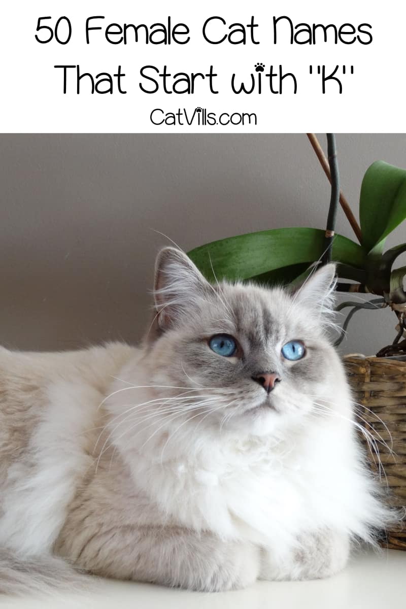 100 Cat Names That Start with K: Cute And Charming