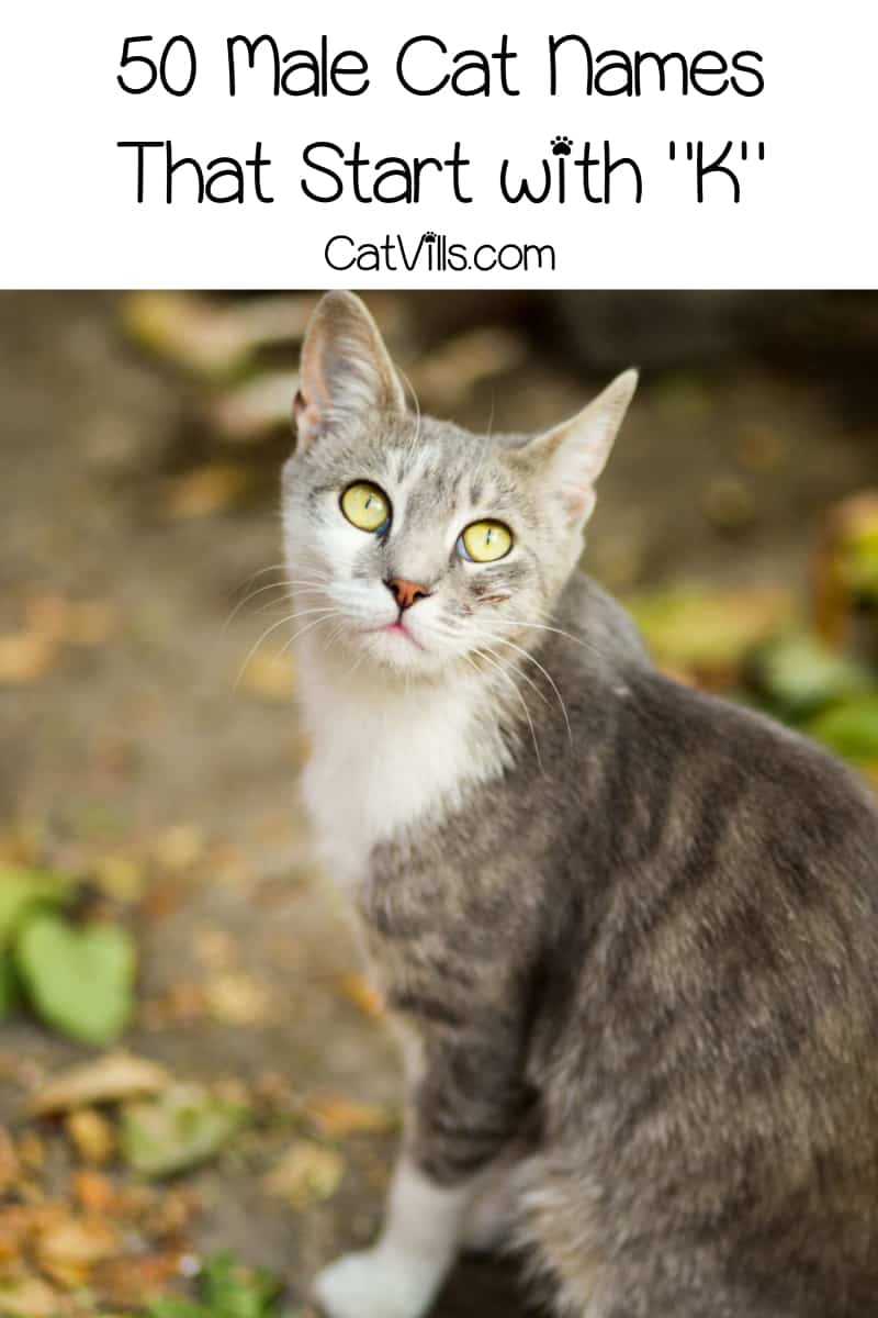 100 Cat Names That Start with K: Cute And Charming