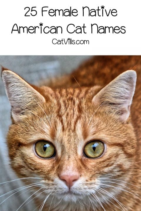 50 Unique and Symbolic Native American Cat Names