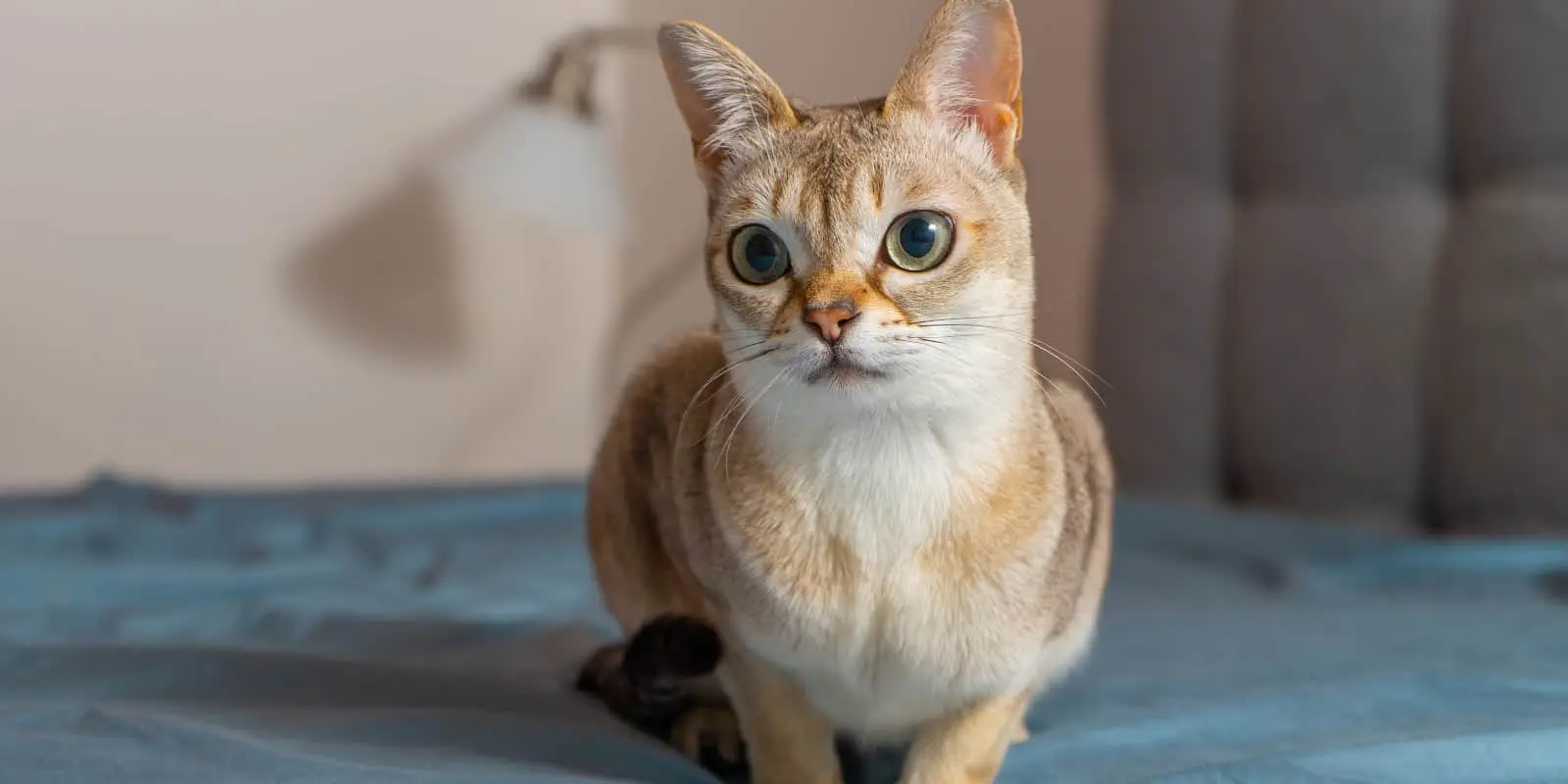 15 Most Aggressive Cat Breeds You Should Know About