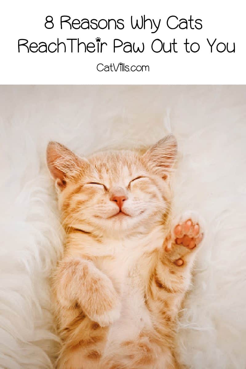 Why Does My Cat Reach His Paw Out To Me? 8 Possible Reasons