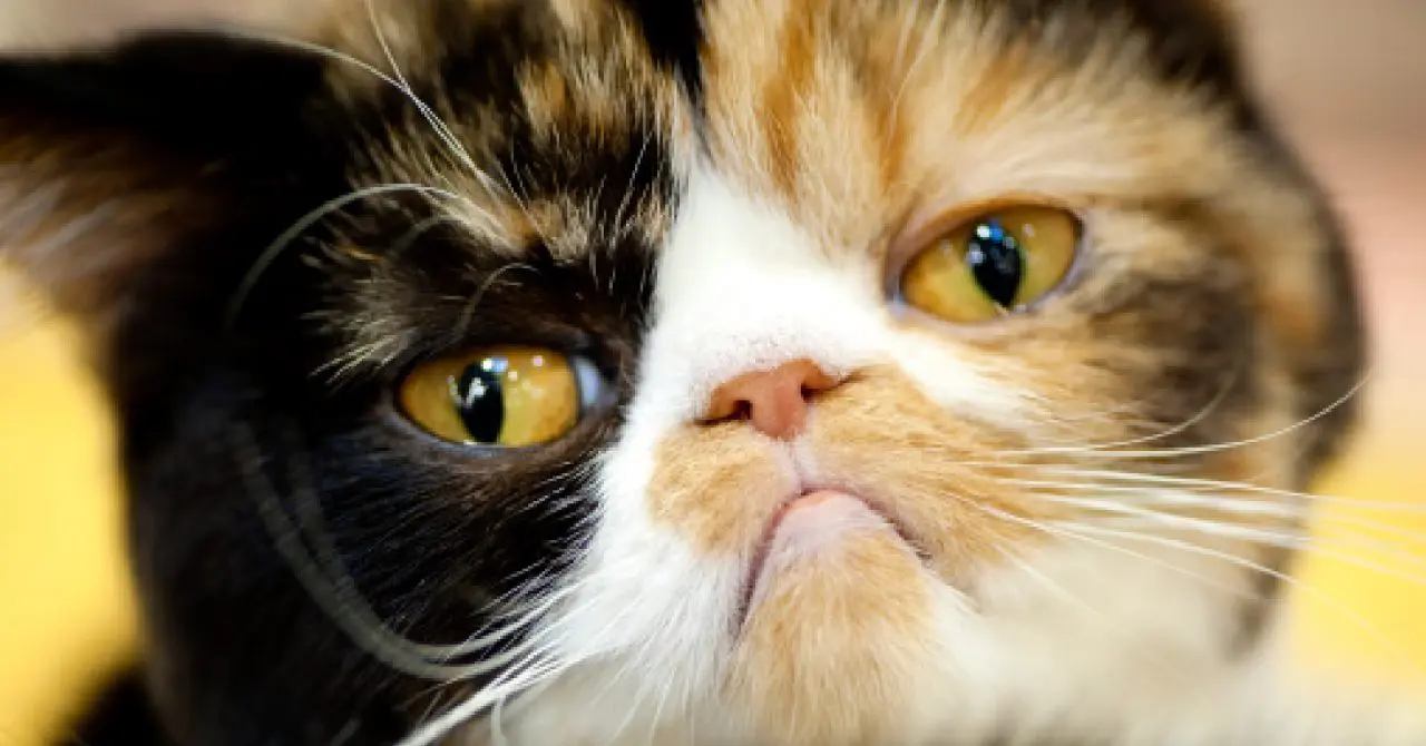 Single Kitten Syndrome: Is it Real and How Do You Treat It?