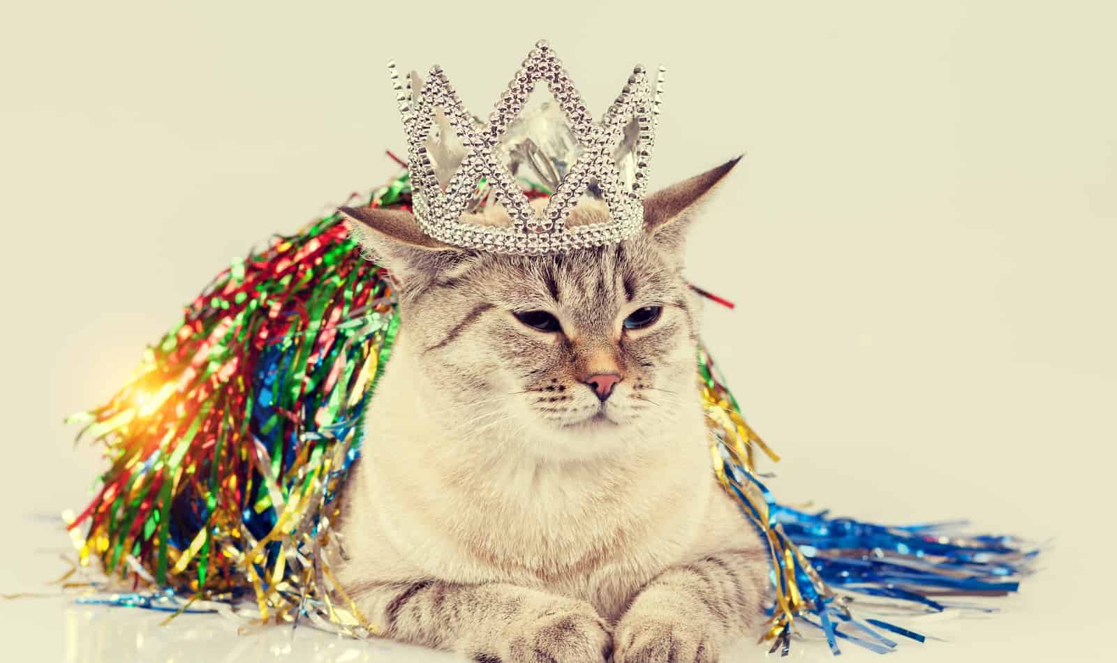 7 Spoiled Cat Signs: How to Recognize and Deal with Them