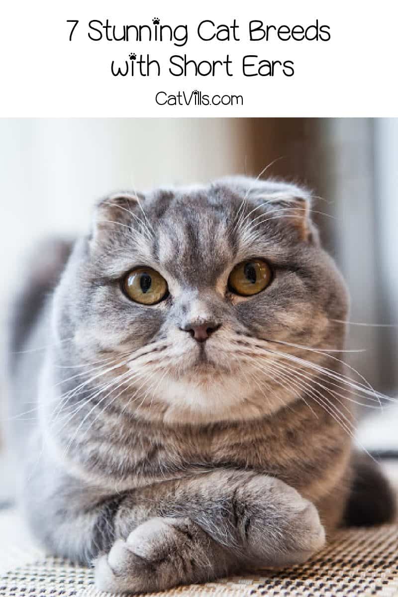 7 Stunning And Cute-Looking Cat Breeds with Short Ears