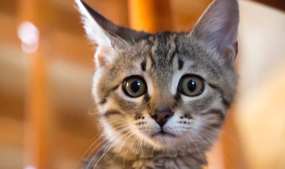 Cat Stress Signs: What Causes It and How to Treat It?