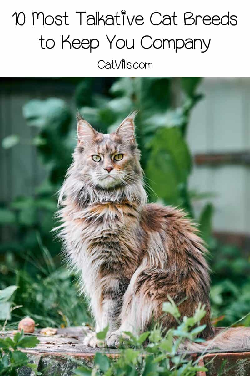 10 Most Talkative Cat Breeds Exposed: The Gift of Gab