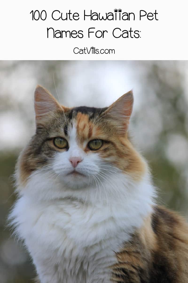Hawaiian Pet Names For Cats 100 Suggestions For Males Females hawaiian-pet-names-for-cats-100-suggestions-for-males-females