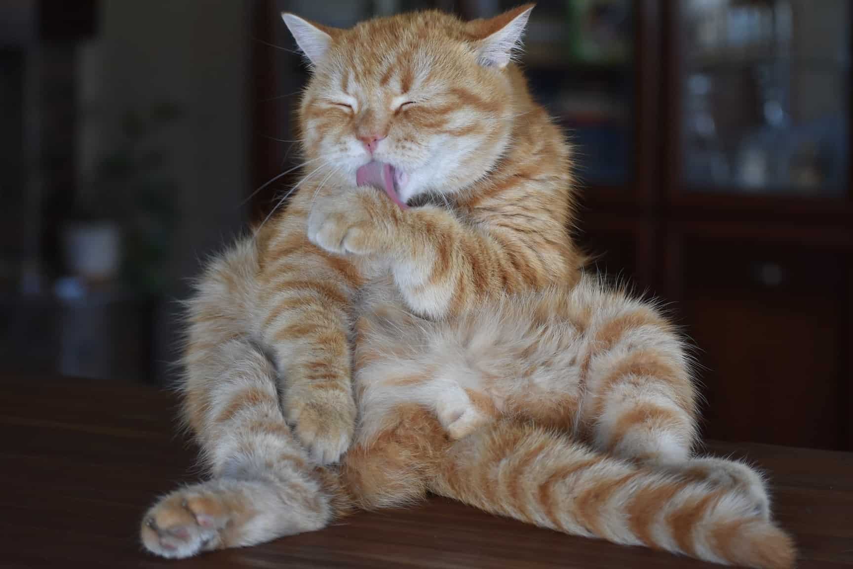 100 Striped Cat Names: Unforgettable Ideas for Male & Female