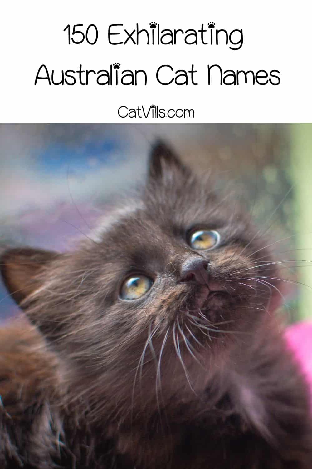 Australian Cat Names: 150 Amazing Ideas for Boys & Girls