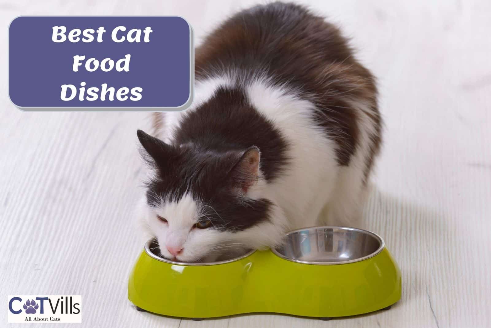 7 Best Cat Food Dishes And Bowls to Enjoy Meal Time