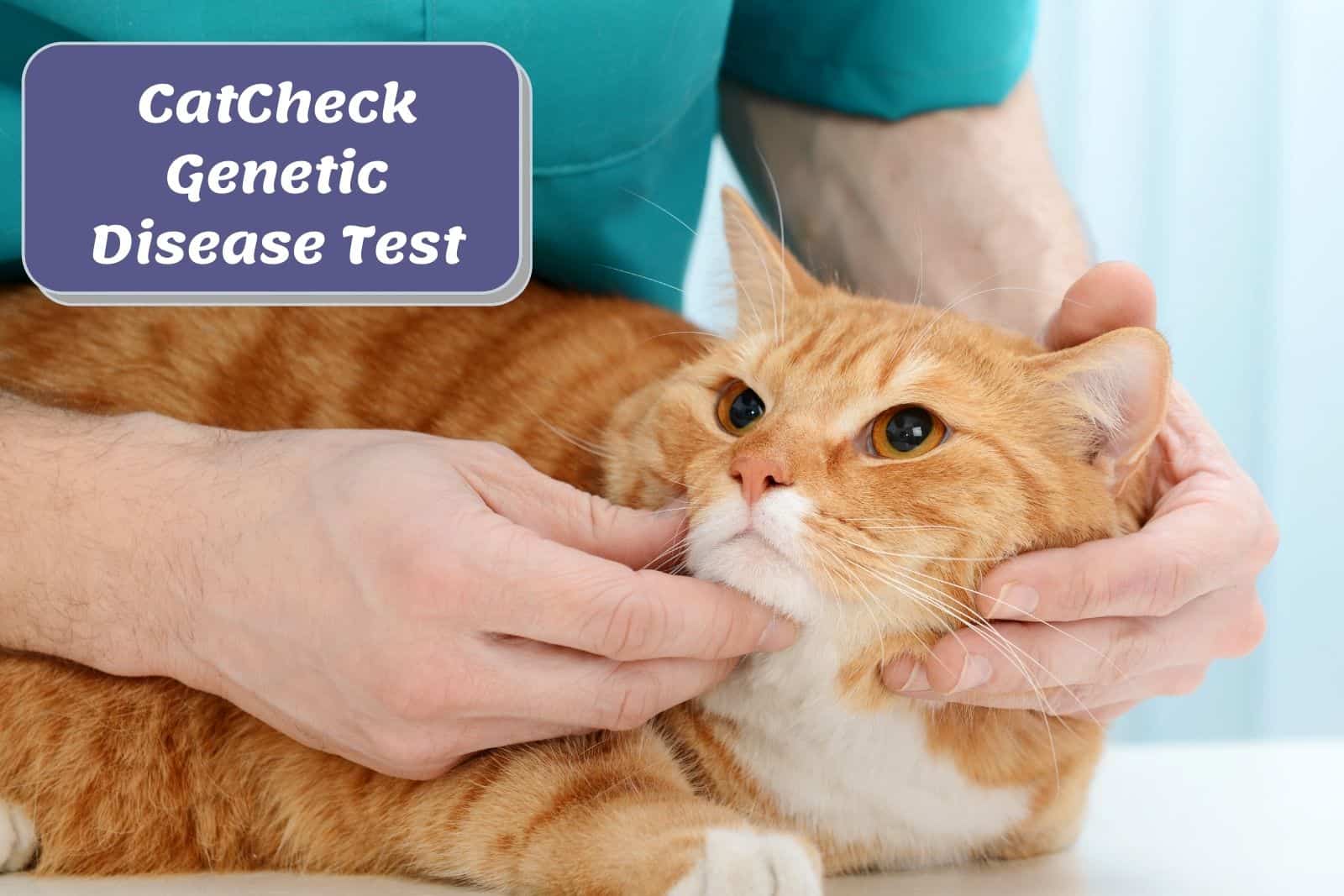 5 Cat DNA Test Kits: DNA Testing Made Simple