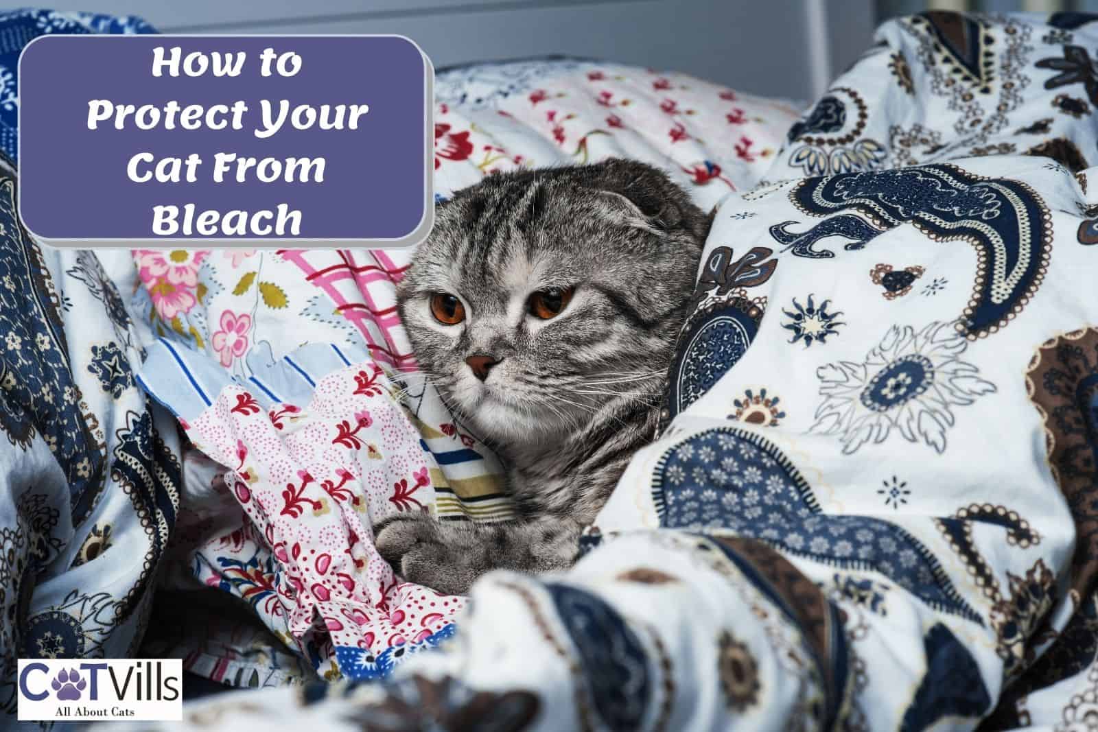 Why Do Cats Like Bleach? Things You need To Know