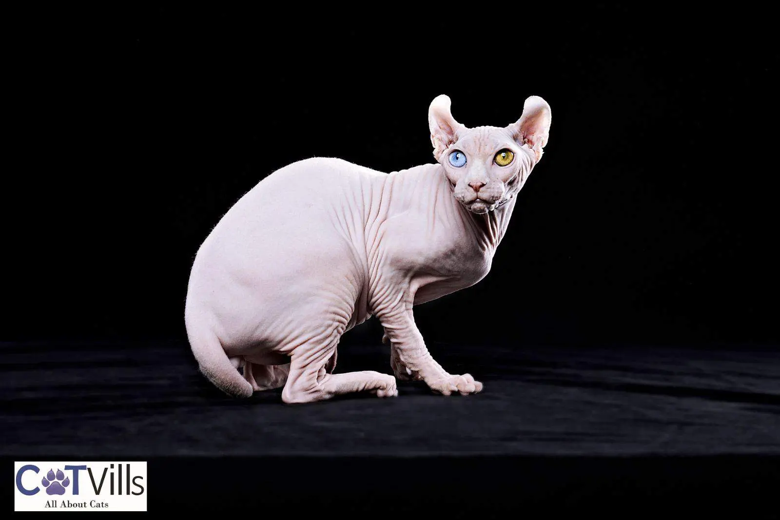 Cats With Curly Ears: A Rare and Captivating Feline Trait