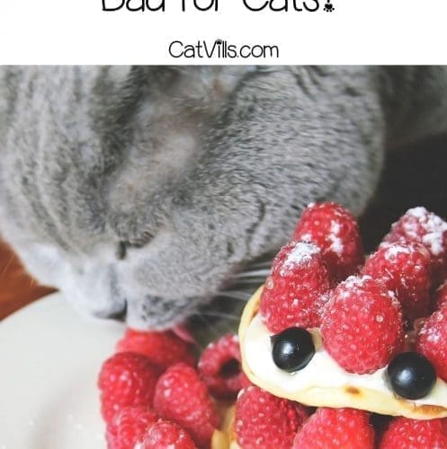 Can Cats Eat Raspberries? Is it Safe or Not? [Vet Explained]