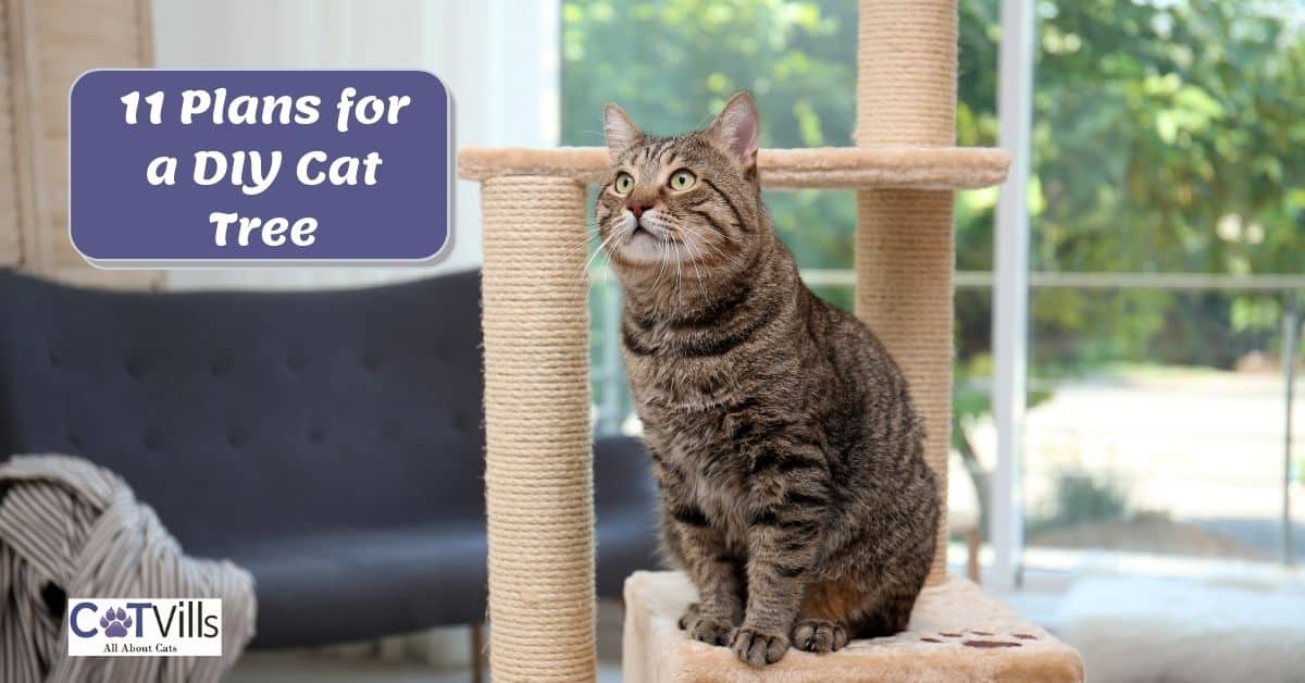 DIY Cat Tree: 11 Cool Plans For Happy Cats