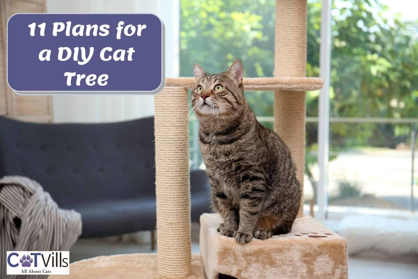 DIY Cat Tree: 11 Cool Plans For Happy Cats