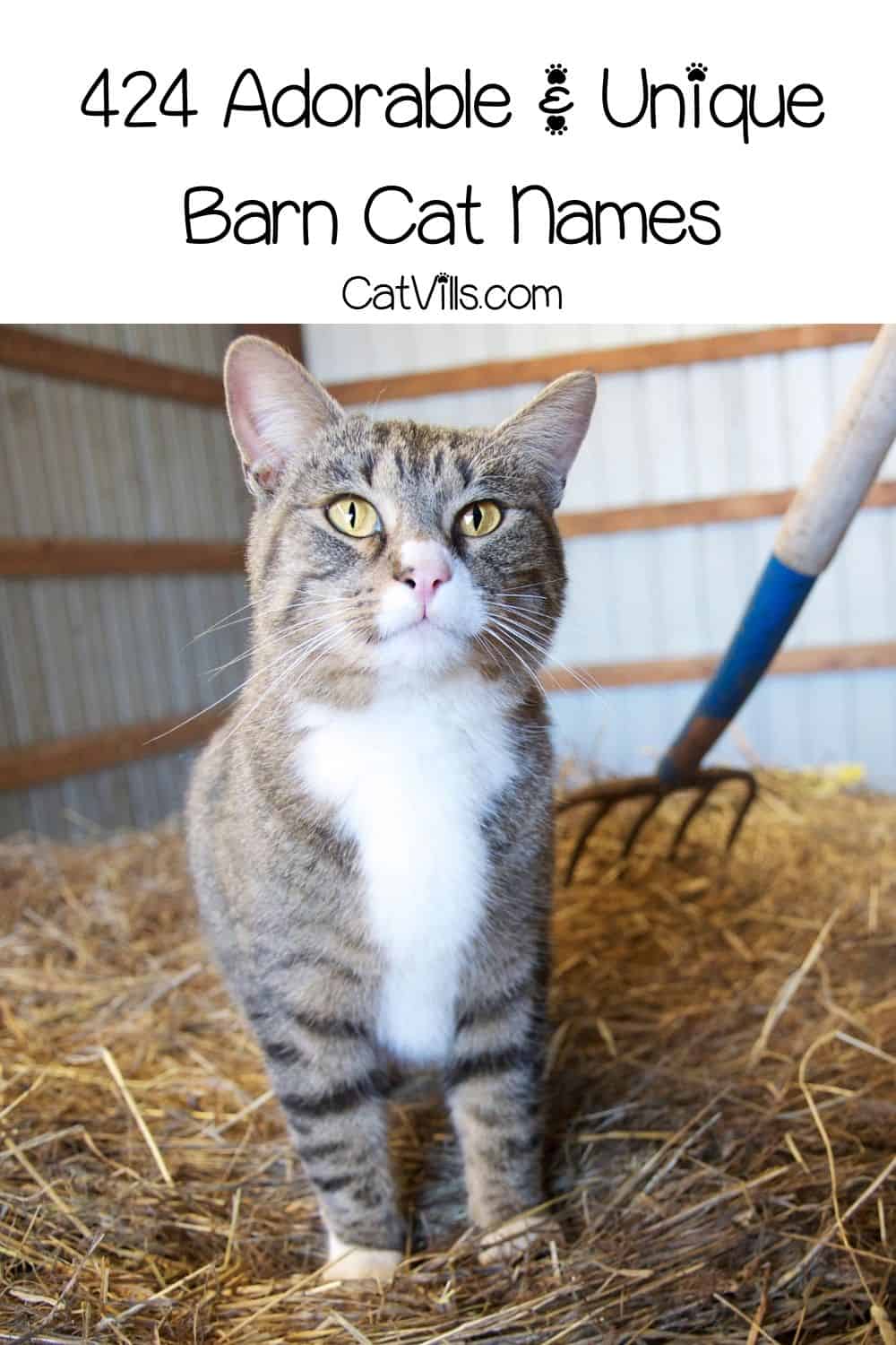 400+ Adorable and Unique Barn Cat Names for Your Kitty