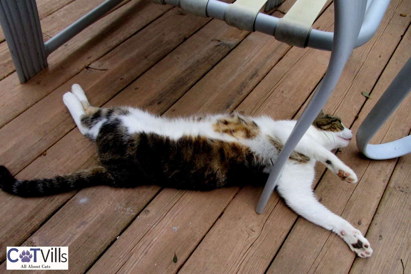 21 Cat Sleeping Positions And What They Mean