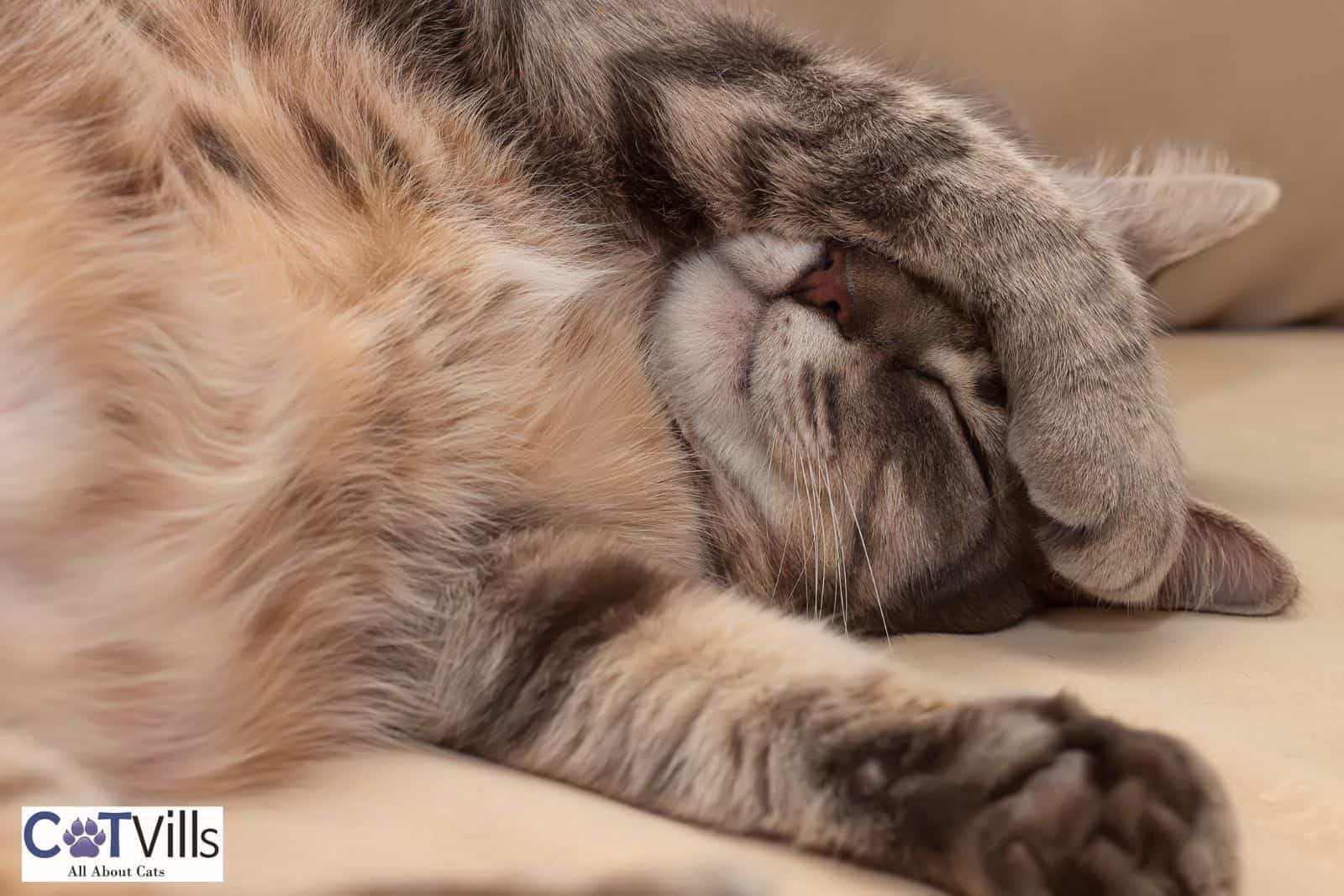 21 Cat Sleeping Positions And What They Mean