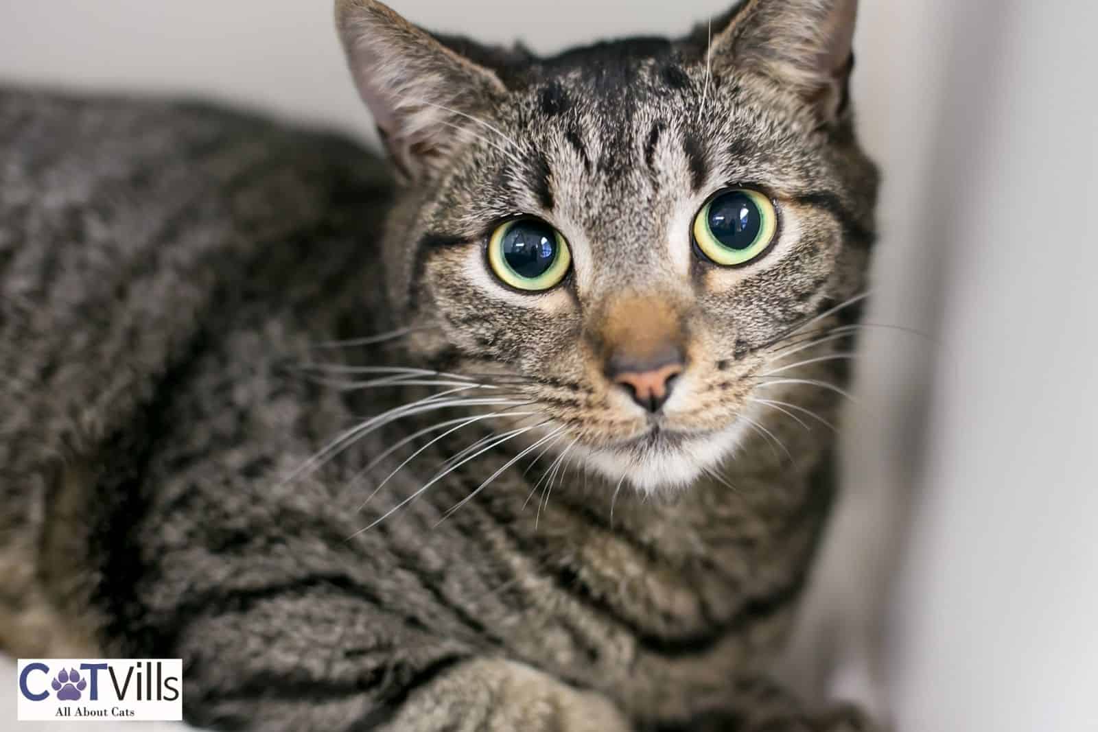 7 Reasons Why Your Cat's Eyes Are Always Dilated