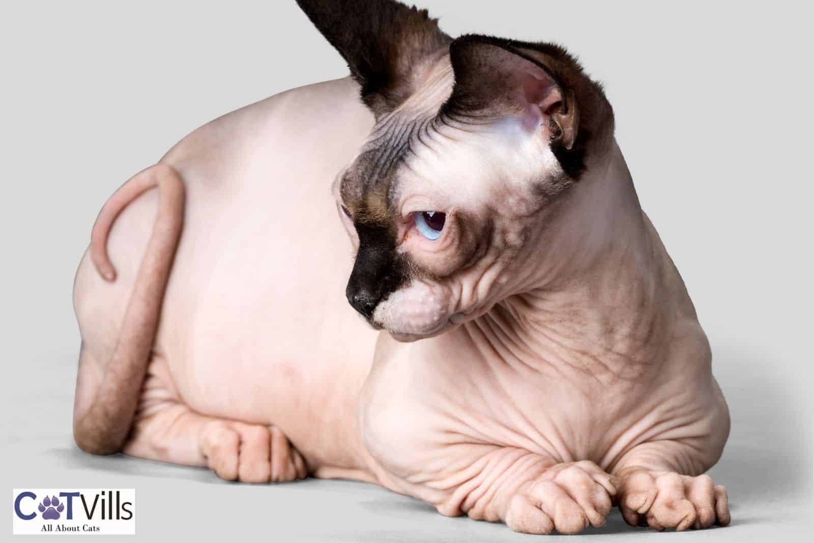 18 Facts You Need To Know About Bambino Cats