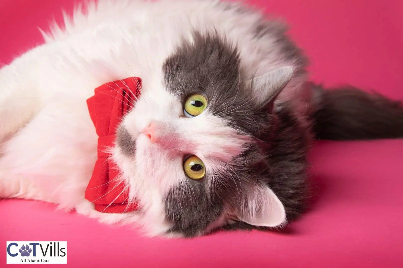 200+ Jubilant Cat Names That Start With J