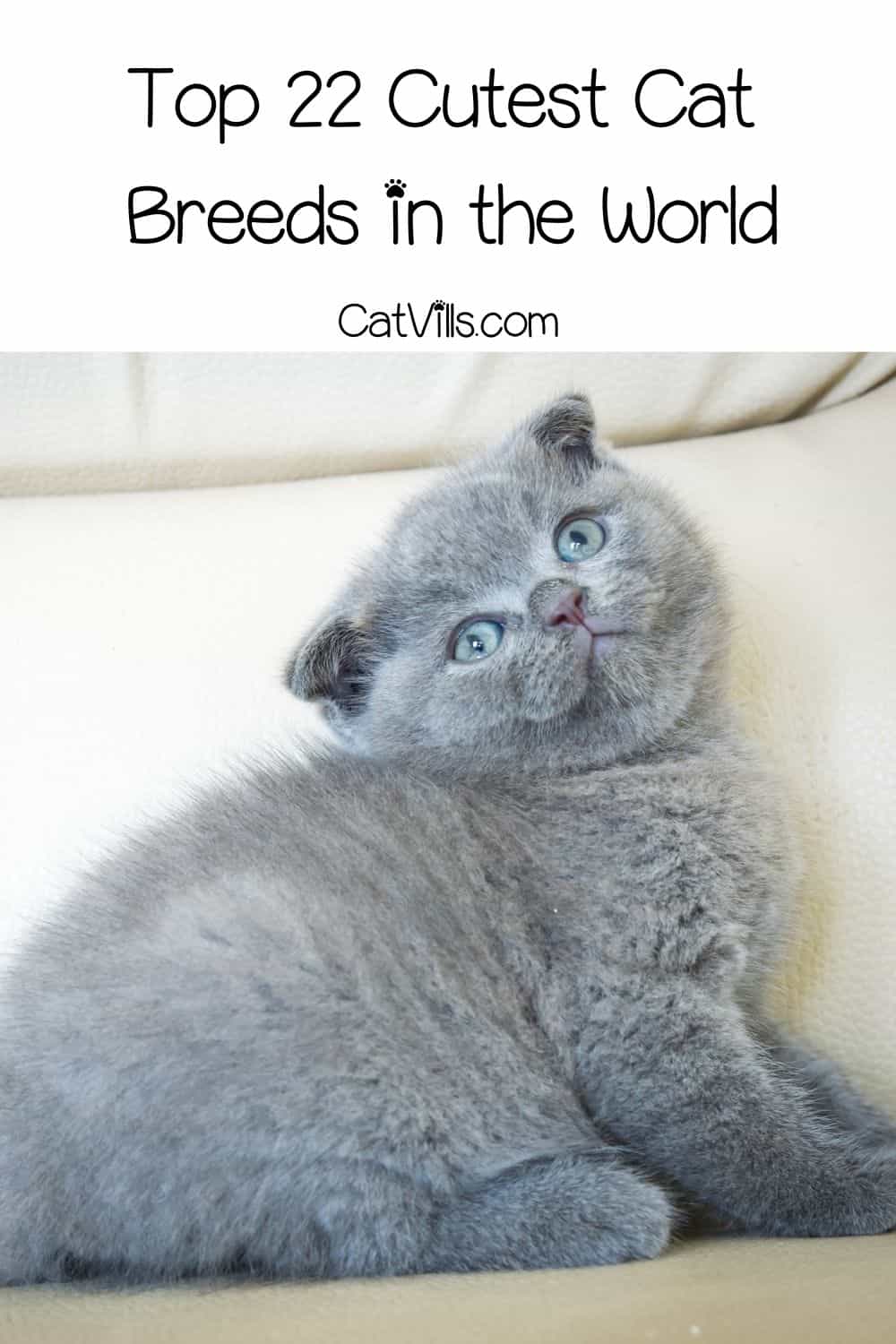 22 Cutest Cat Breeds: A Guide to the Most Adorable Breeds