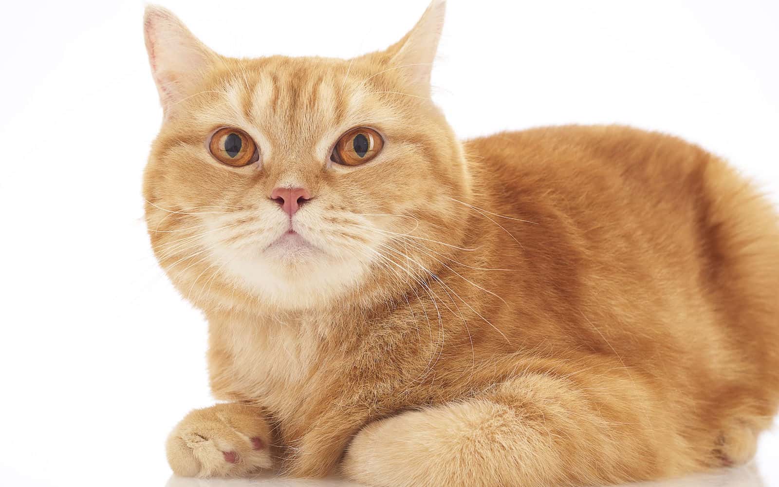 8 Garfield Cat Breeds: From Comics to Reality