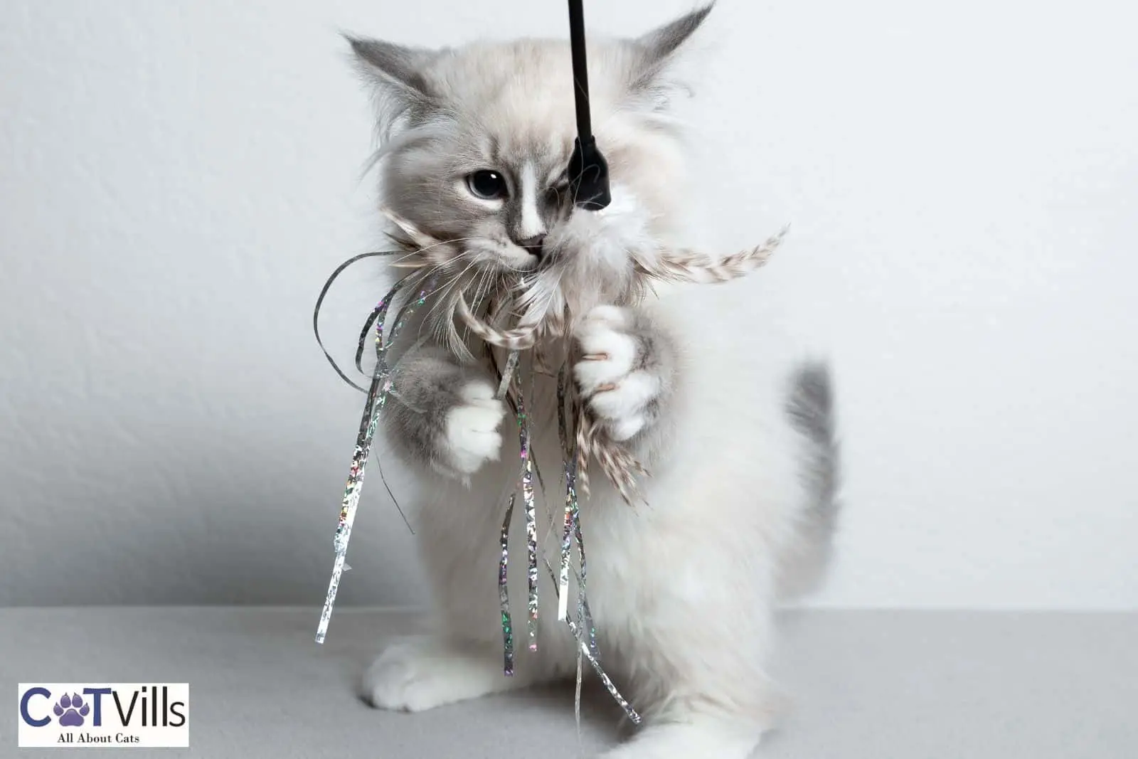 240+ Spunky Cat Names for Your Playful Kitten