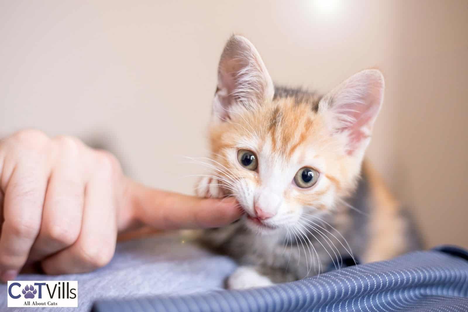 240+ Spunky Cat Names for Your Playful Kitten