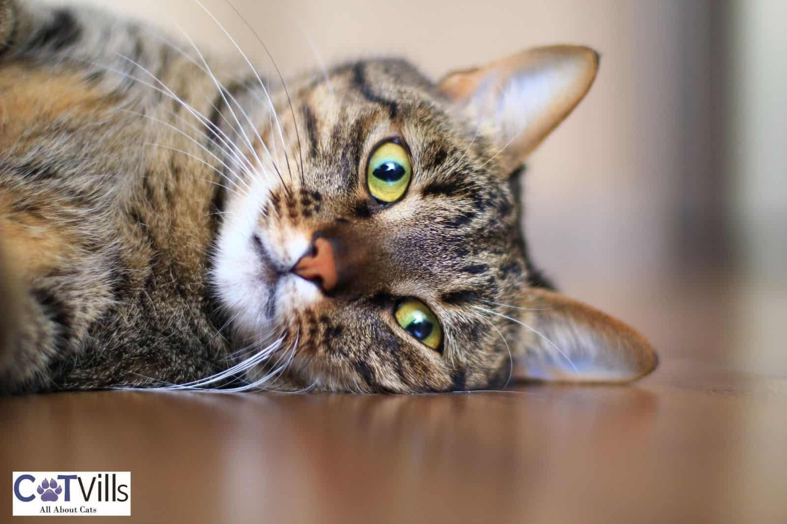 Tabby Cat Breeds: Stripes, Whiskers, & Perfect Companionship