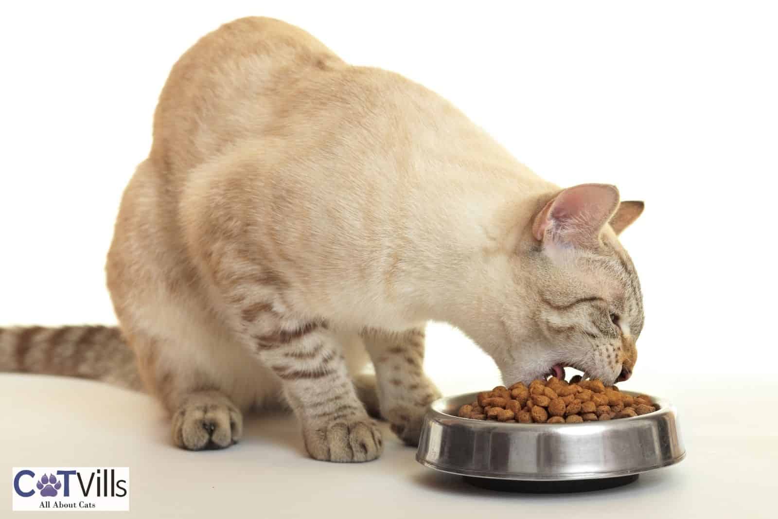 12 Best Dry Cat Foods for Your Kitties (2025 Honest Review)