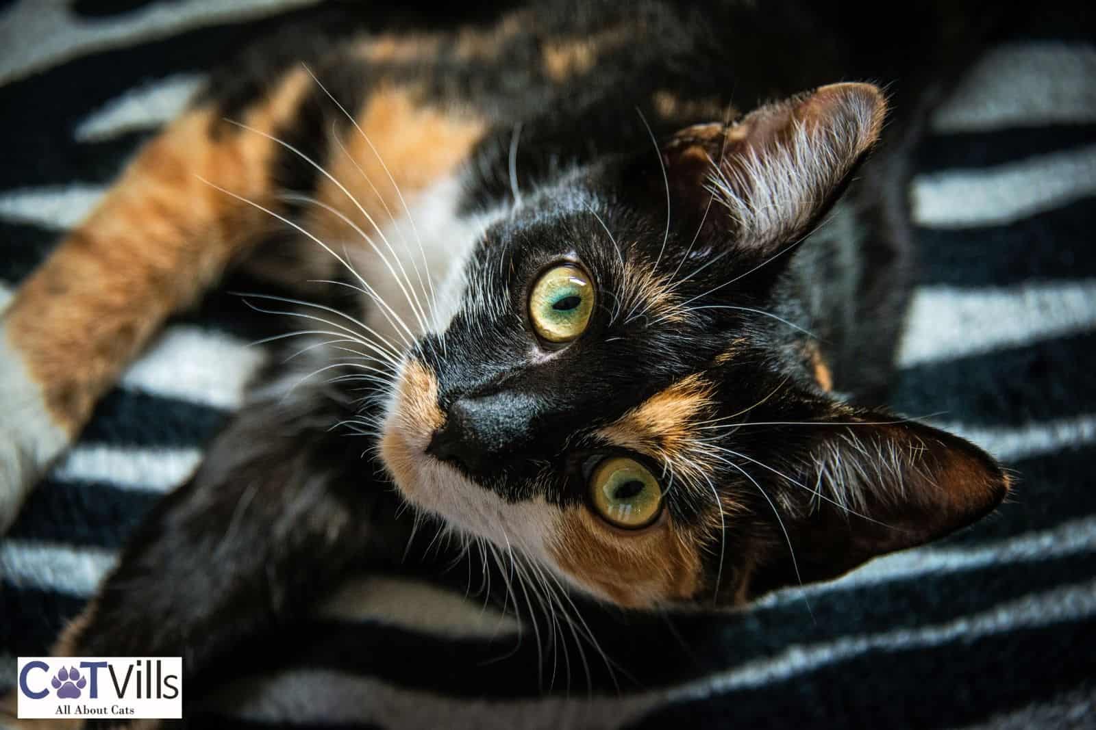How Long Do Calico Cats Live? Secrets to Their Longevity