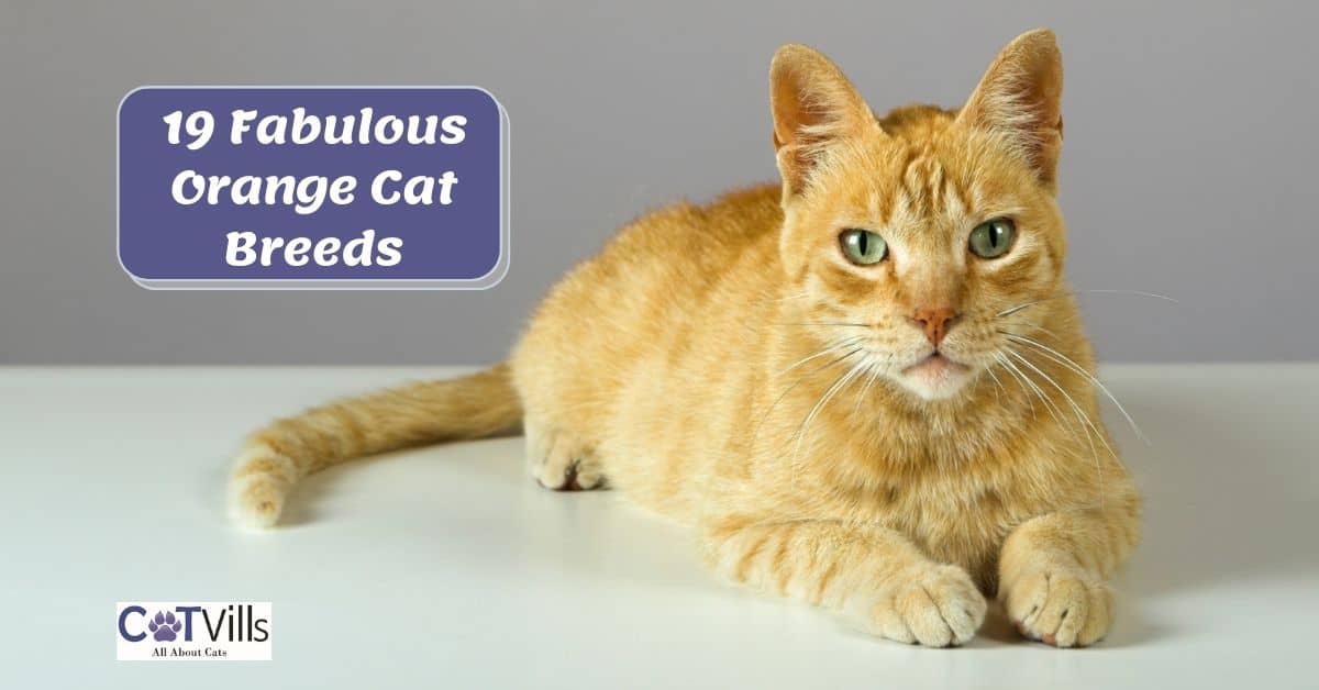 5 Interesting Facts About Orange Cat Breeds - CatVills