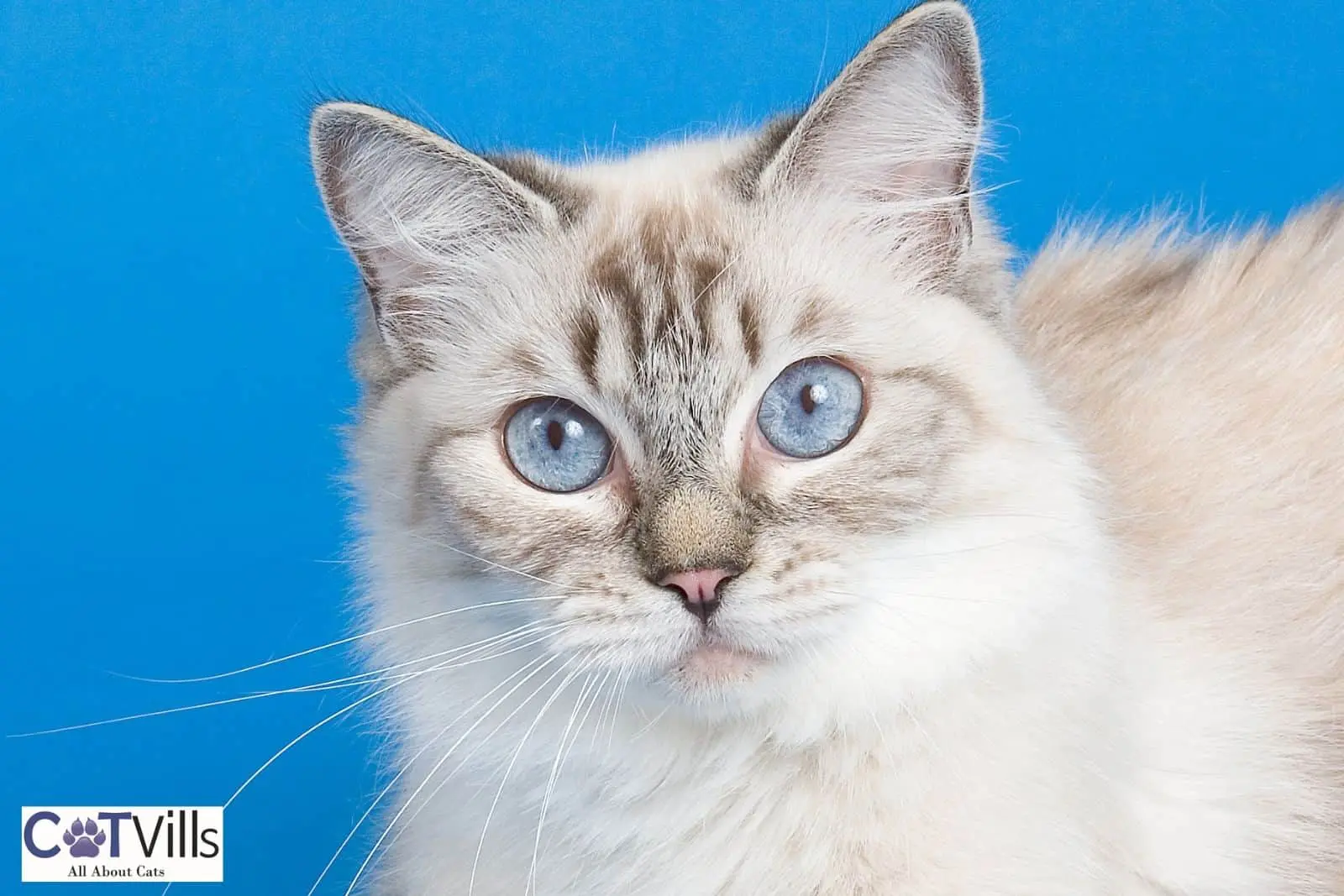 Lynx Point Siamese Cats - Features Of The Breed And Personality