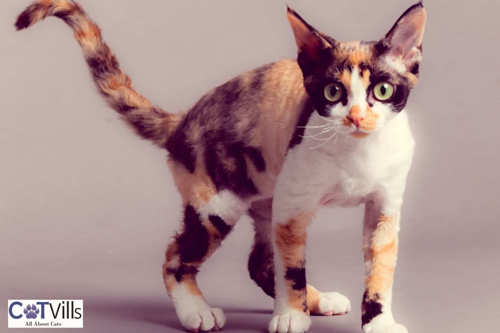 Devon Rex Cats: 7 Fun Facts You Should Know About