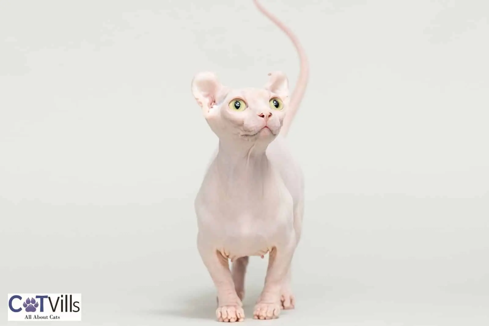 400+ Cartoon Cat Names from Your Favorite Animated Shows