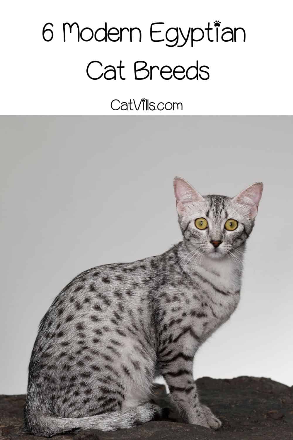 6 Egyptian Cat Breeds: Discover the Beauty and Elegance