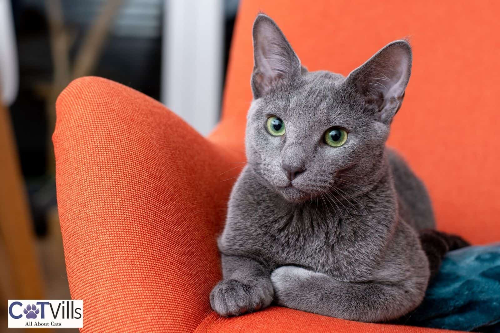 Are Russian Blue Cats Hypoallergenic? Unveiling the Truth