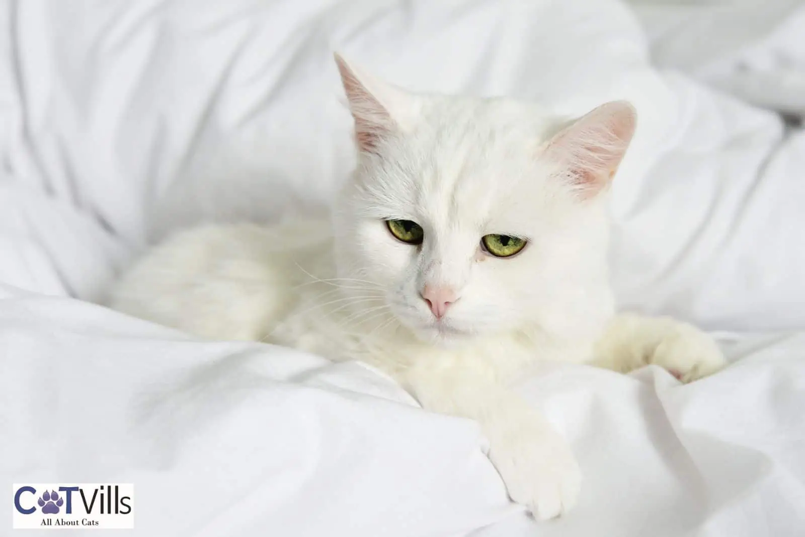 Russian White Cats: The Majestic Felines With a Rich History