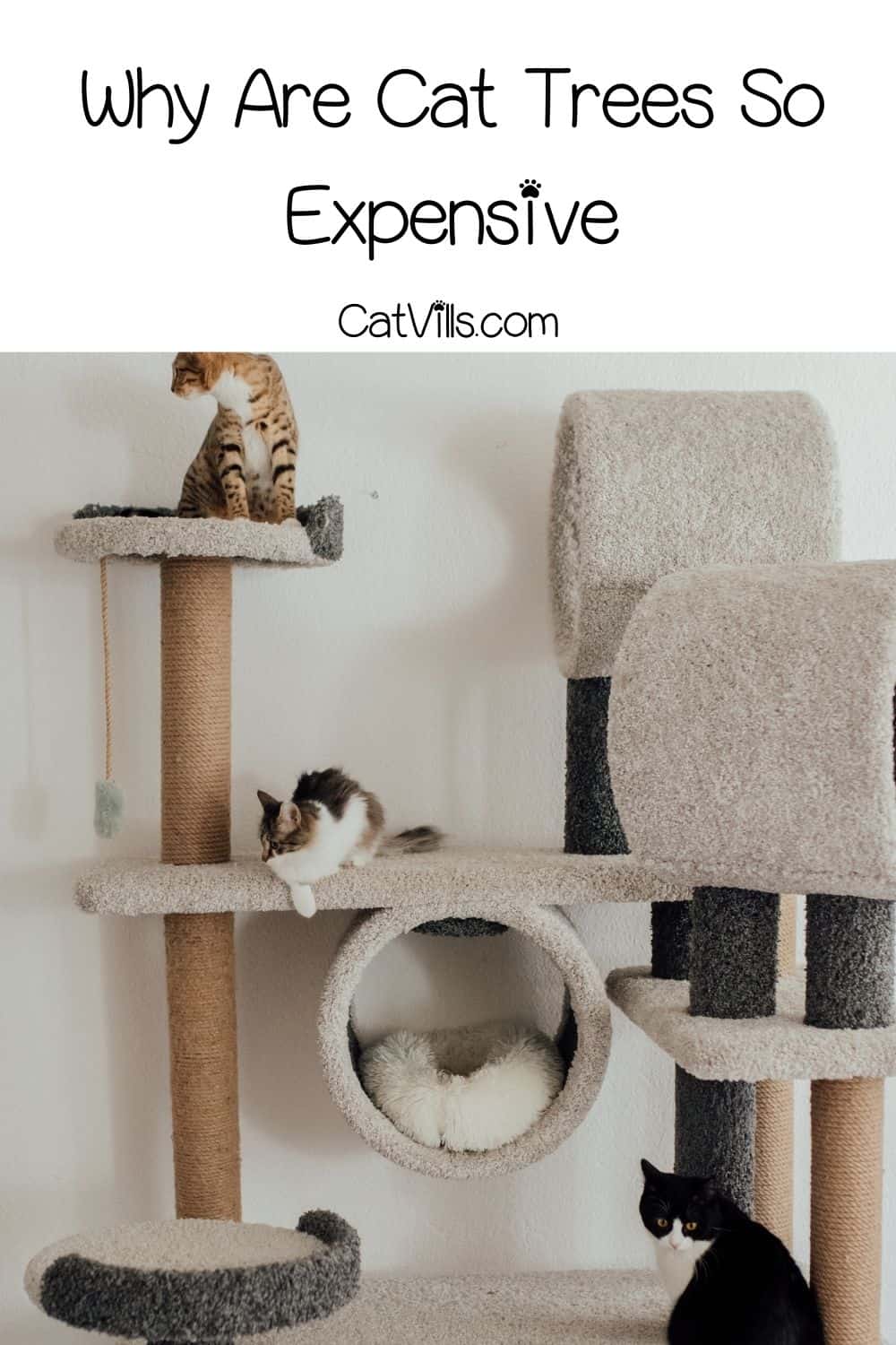 Why Are Cat Trees So Expensive? Are They Worth it?