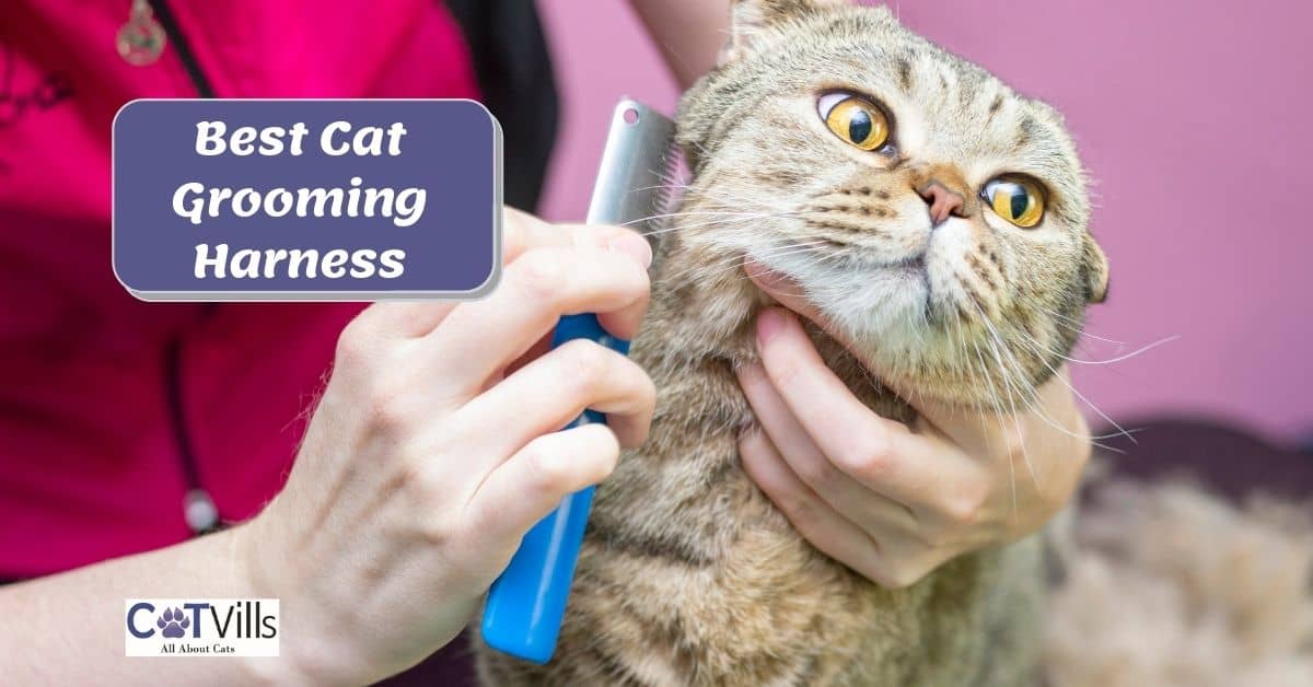8 Cat Grooming Harnesses For Better Style and Comfort
