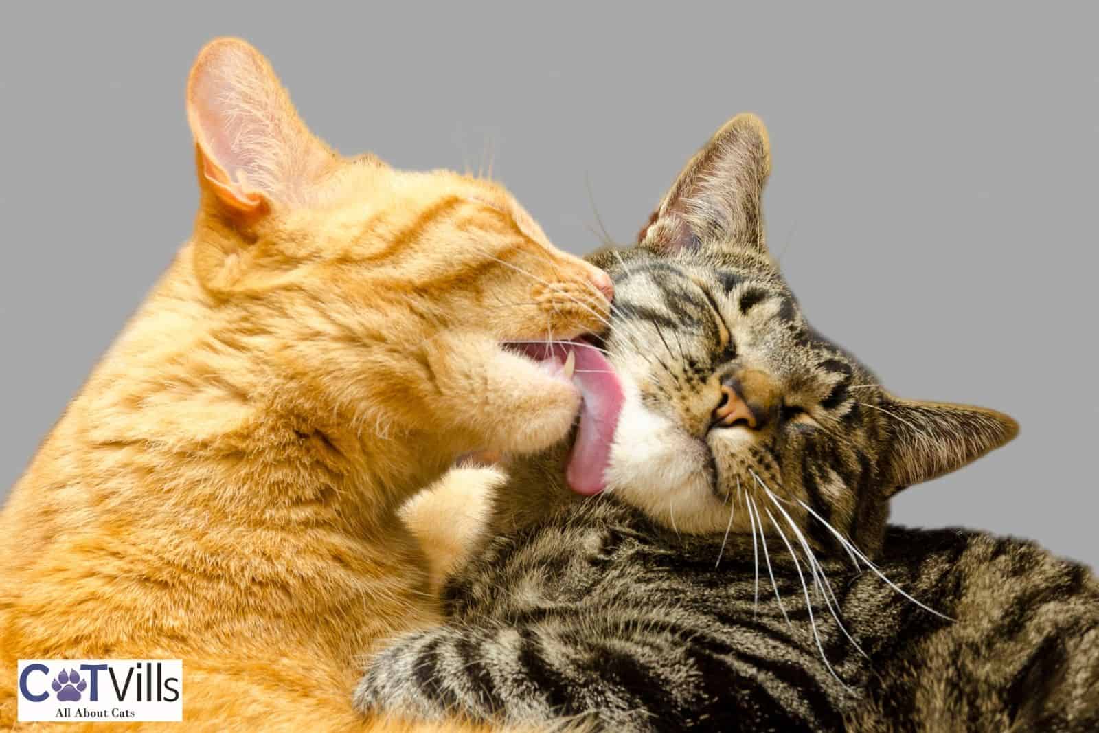 Why is My Cat Shaking? 13 Reasons for Feline Trembling